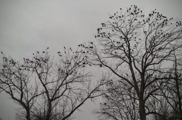 Störande kajor och andra fåglar, det här kan du som fastighetsägare ...